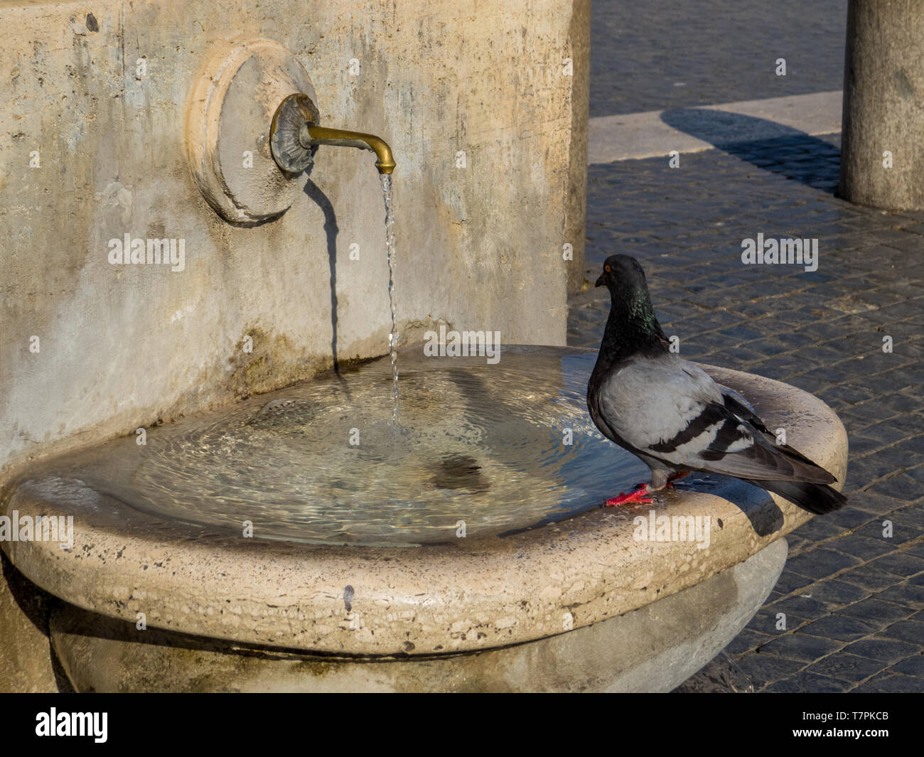 Pigeon in St. Peter's square in the Vatican City, Rome, Italy Stock ...