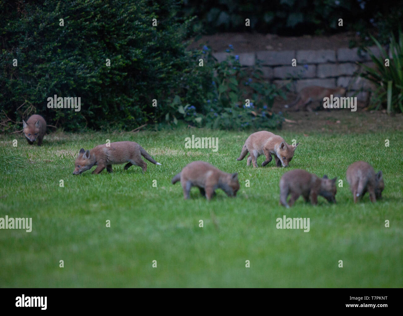 Vixen fox cubs hi-res stock photography and images - Alamy
