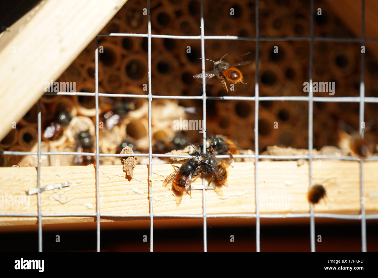 Closeup of bumblebee face hi-res stock photography and images - Alamy