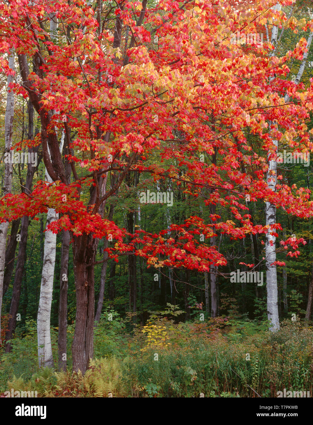 Hardwood tree in new hampshire hi-res stock photography and images - Alamy