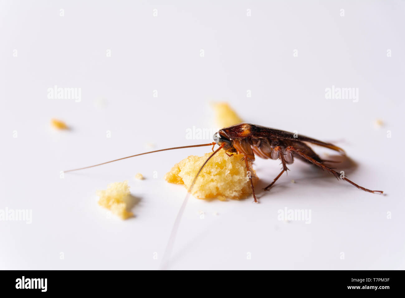 Eating cockroach hi-res stock photography and images - Alamy