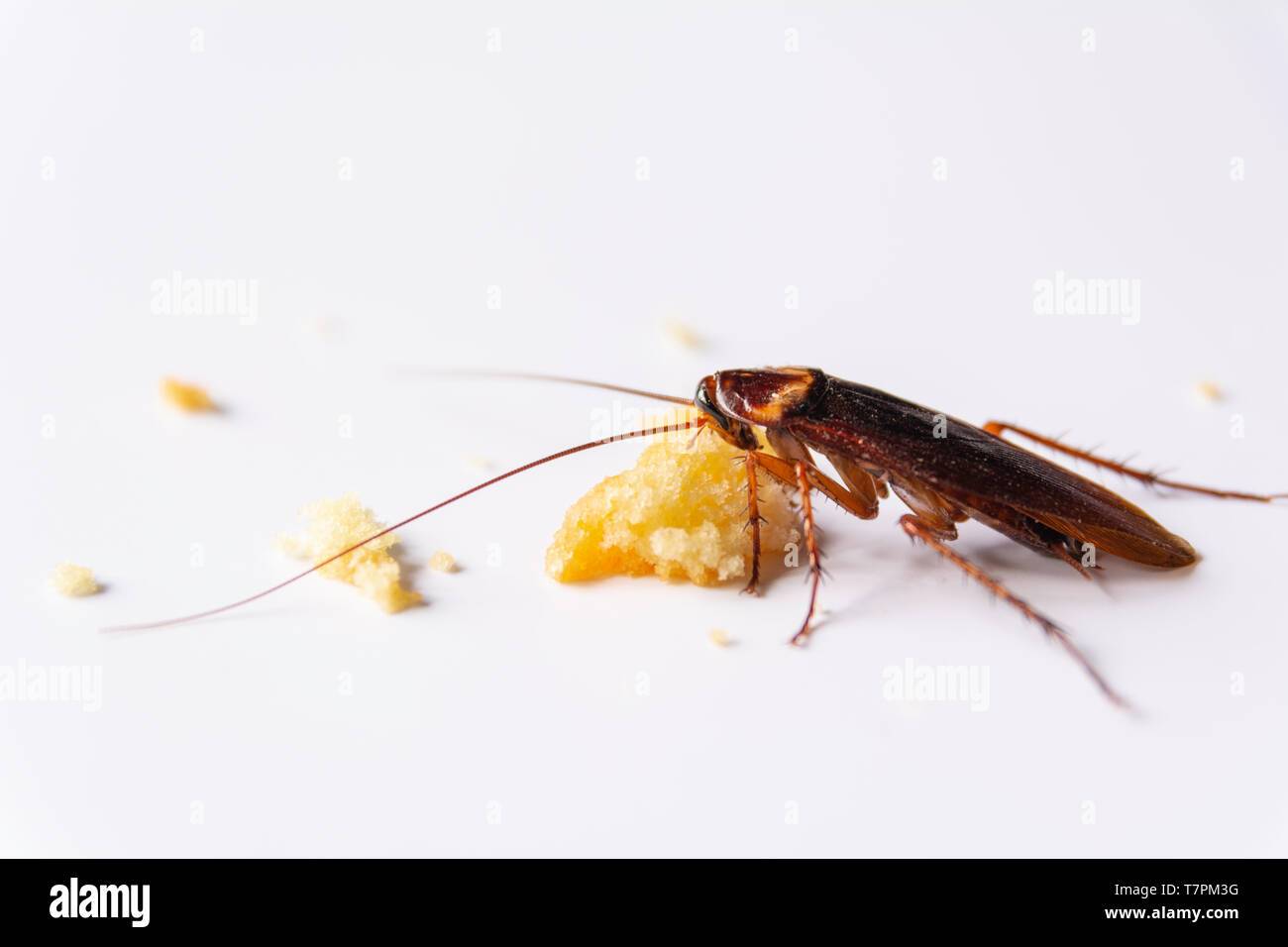 Eating Cockroaches High Resolution Stock Photography and Images - Alamy