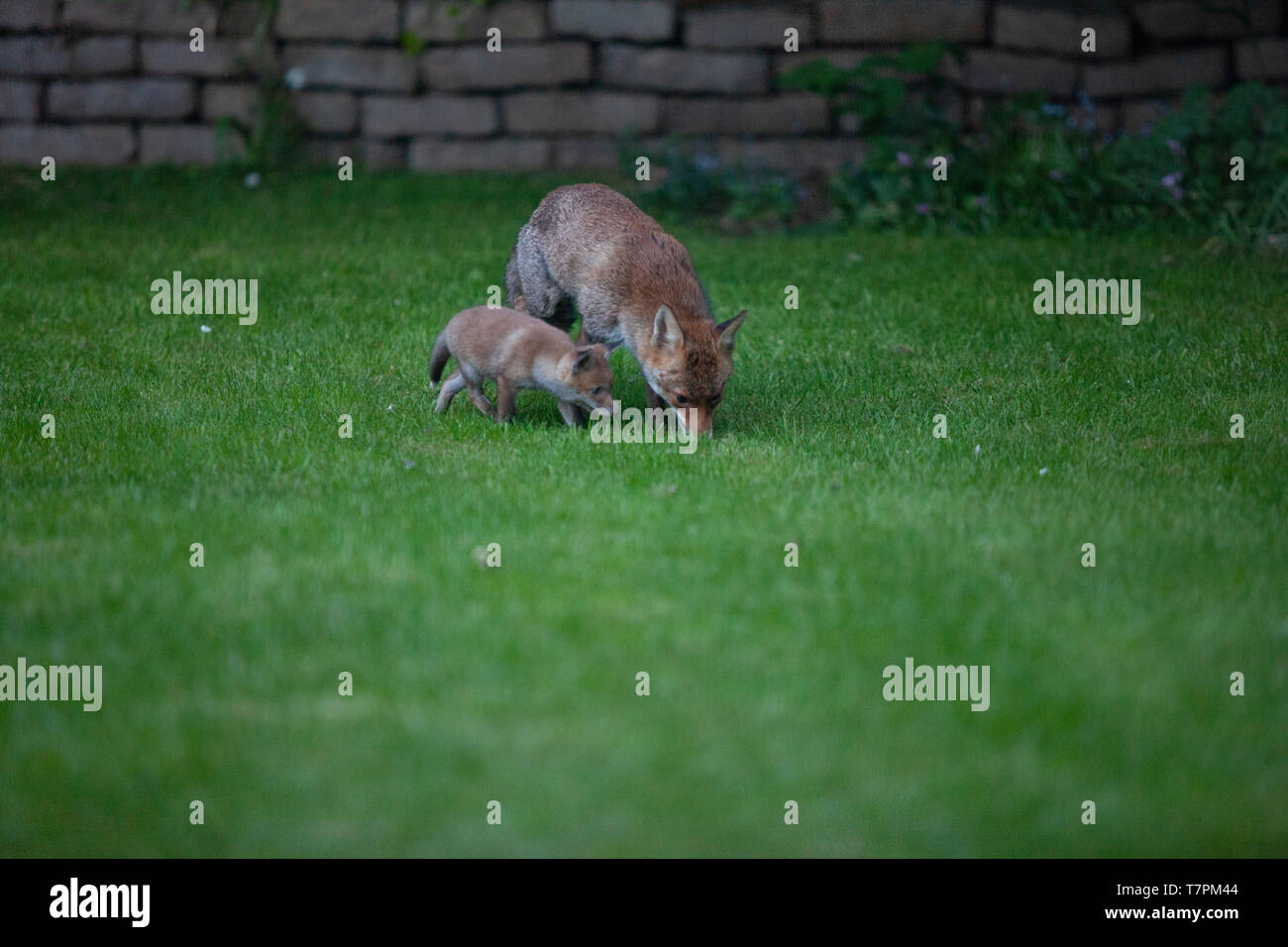 A female fox (vixen) with her cubs in a suburban garden in south London ...