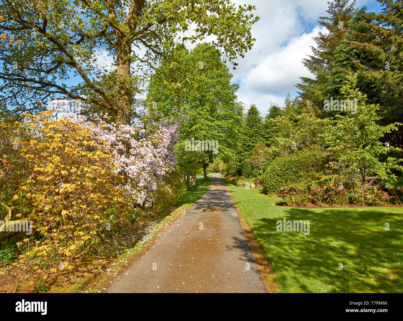 Azalea flower gardens hi-res stock photography and images - Alamy