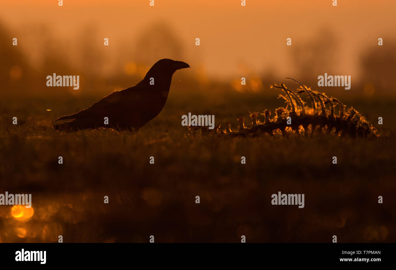 Raven dead hi-res stock photography and images - Alamy
