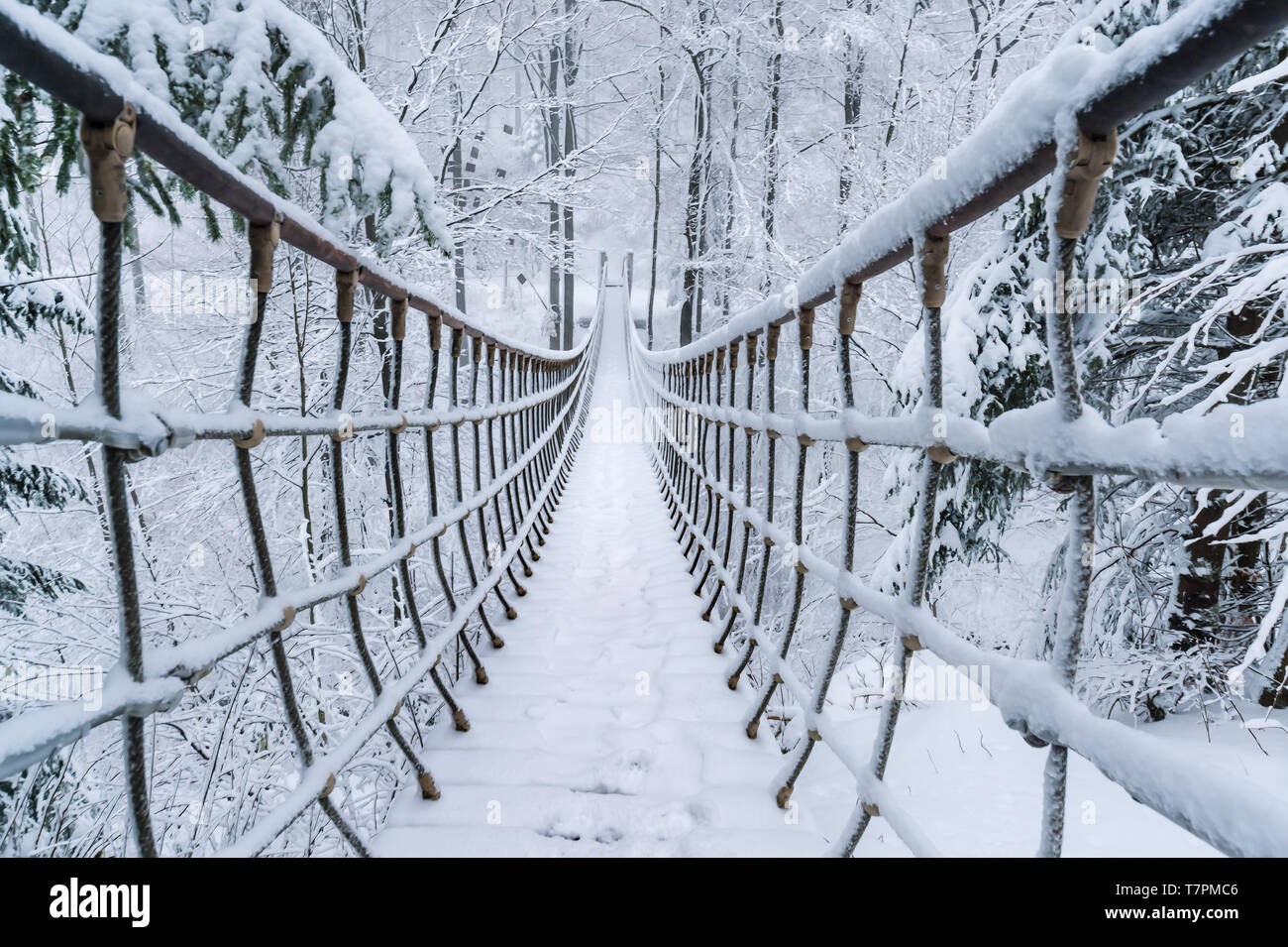 Forest rope bridge hike hi-res stock photography and images - Alamy