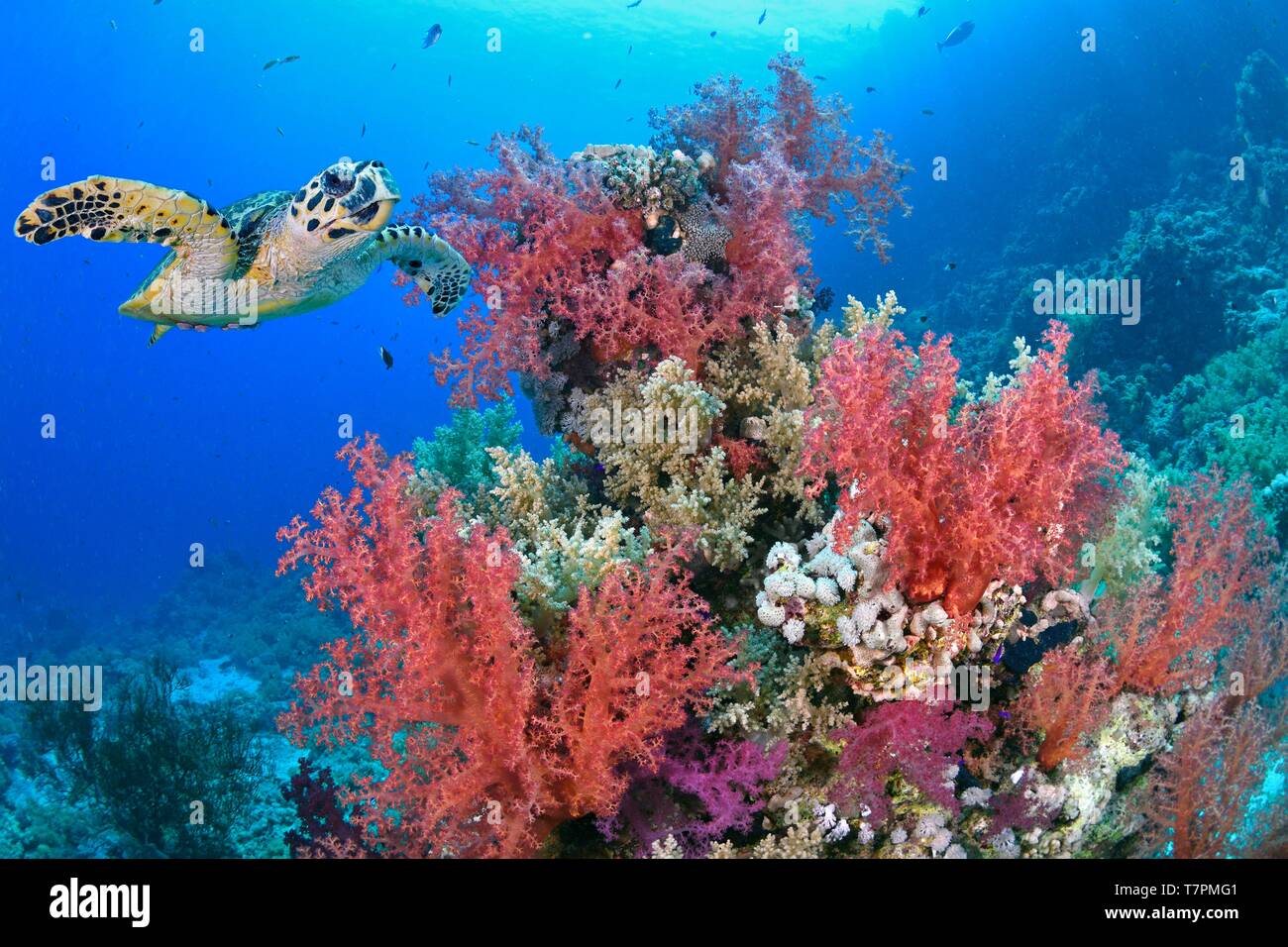 Egypt, Red Sea, a coral reef with a hawksbill sea turtle (Eretmochelys ...
