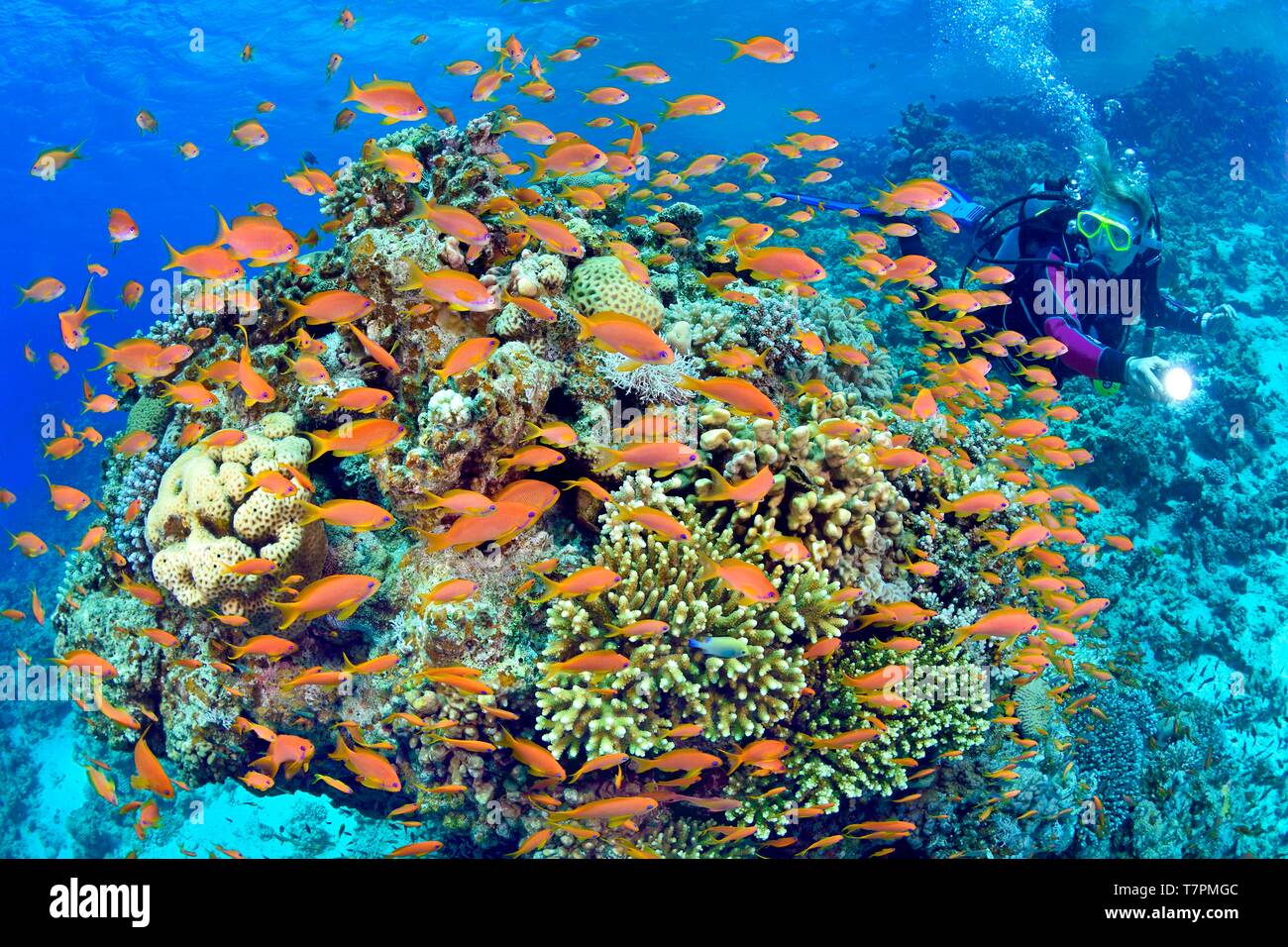 Egypt Red Sea, a coral reef with a school of anthias fish (Pseudanthias ...