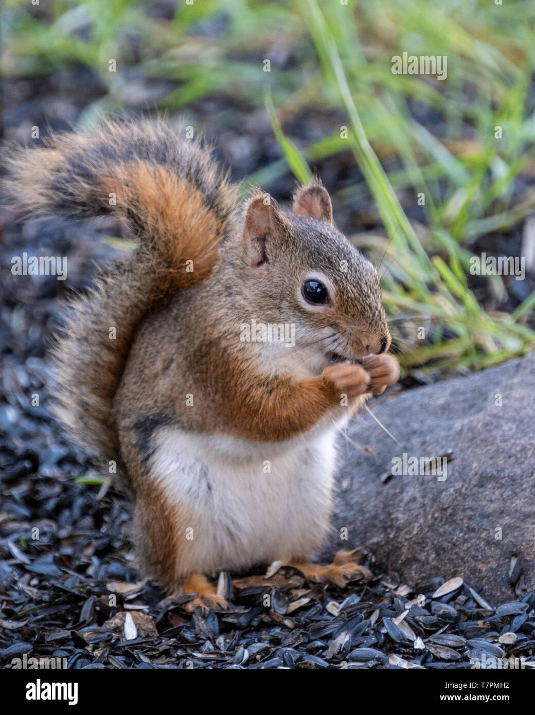 American red squirrel hi-res stock photography and images - Alamy