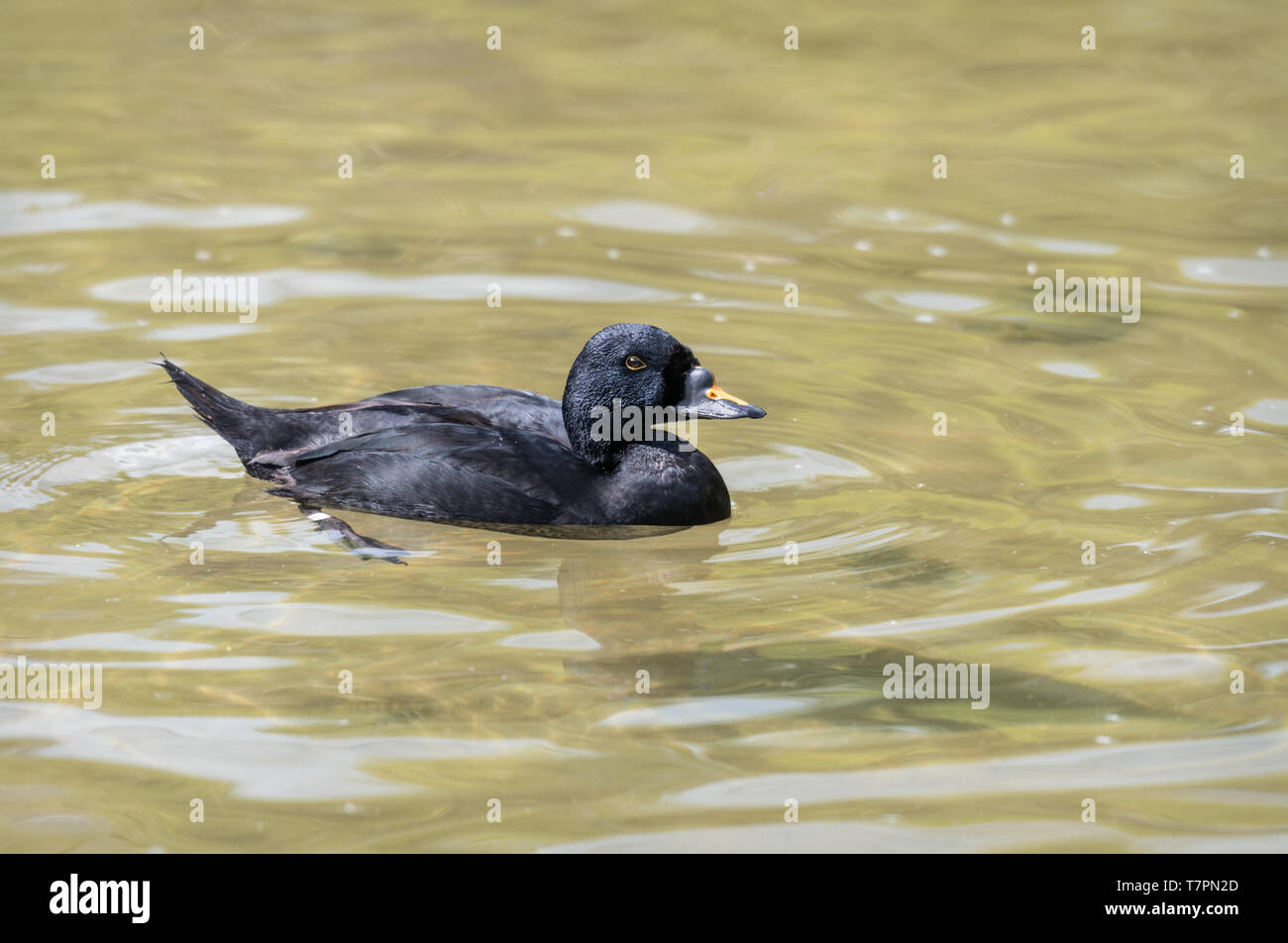 Common scoter duck hi-res stock photography and images - Alamy