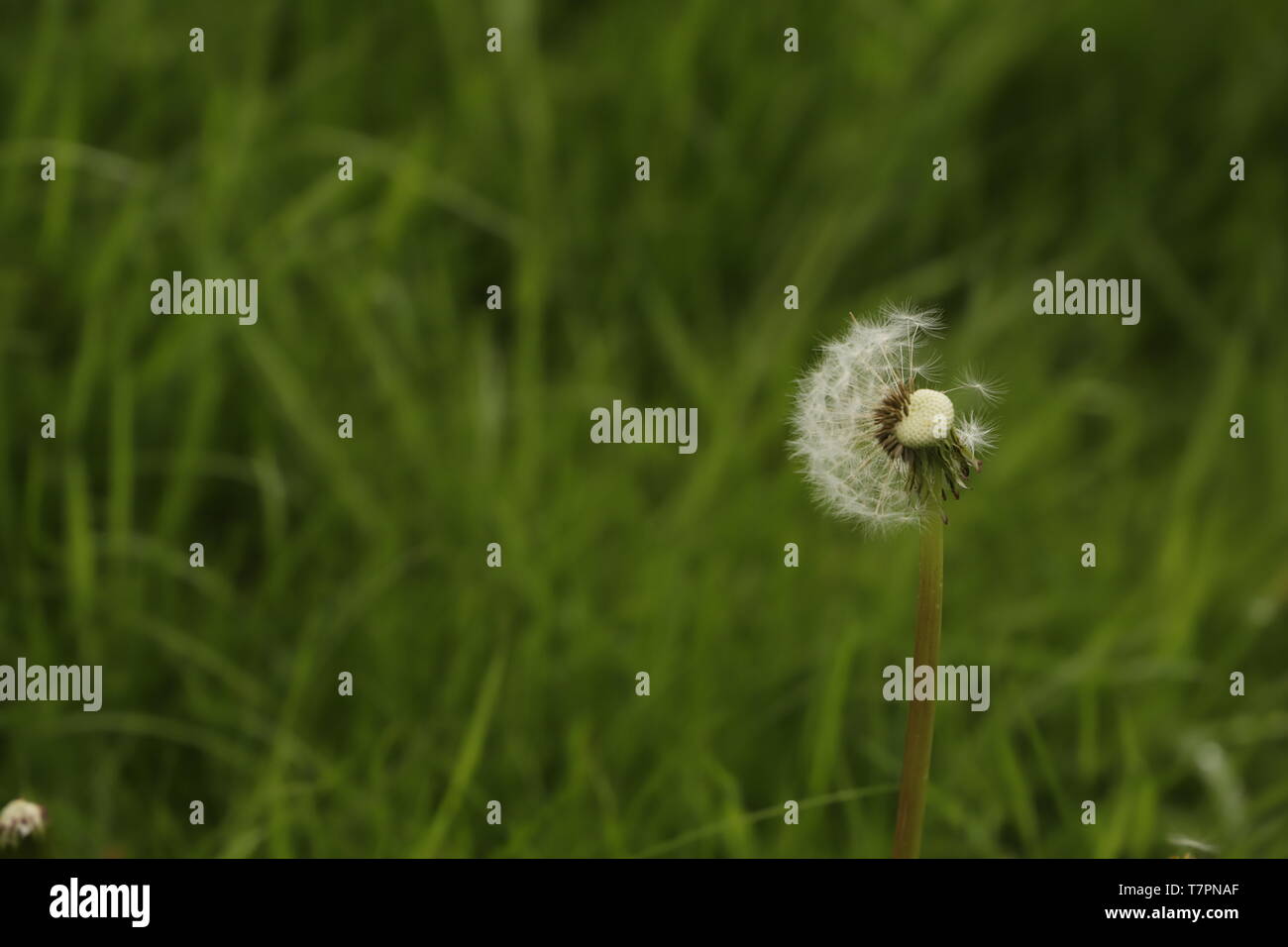 Wind blown seeds hi-res stock photography and images - Alamy