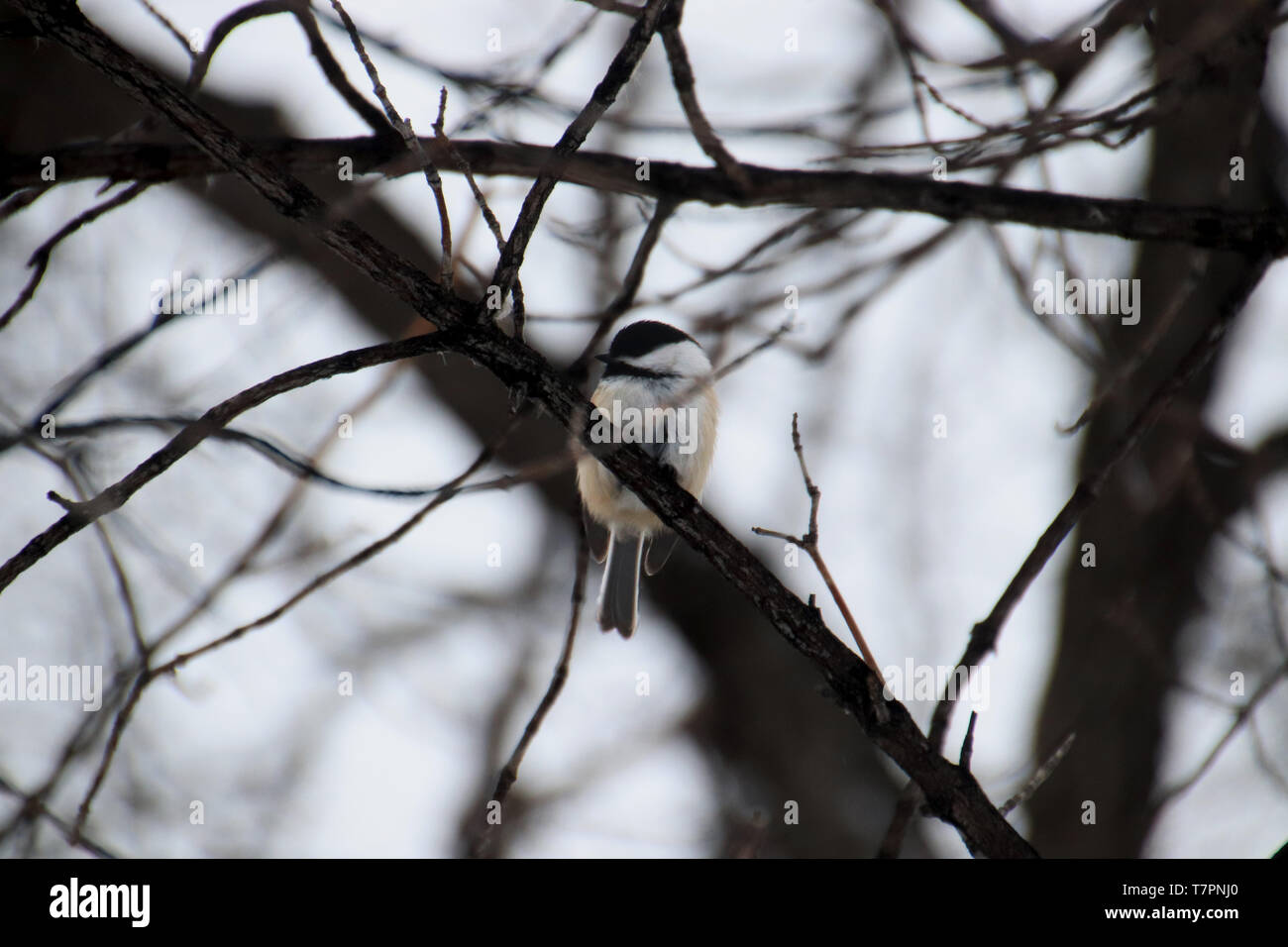 Chickadee on branch hi-res stock photography and images - Alamy