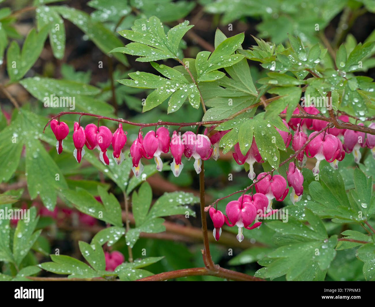 Bleeding hearts in garden hi-res stock photography and images - Alamy