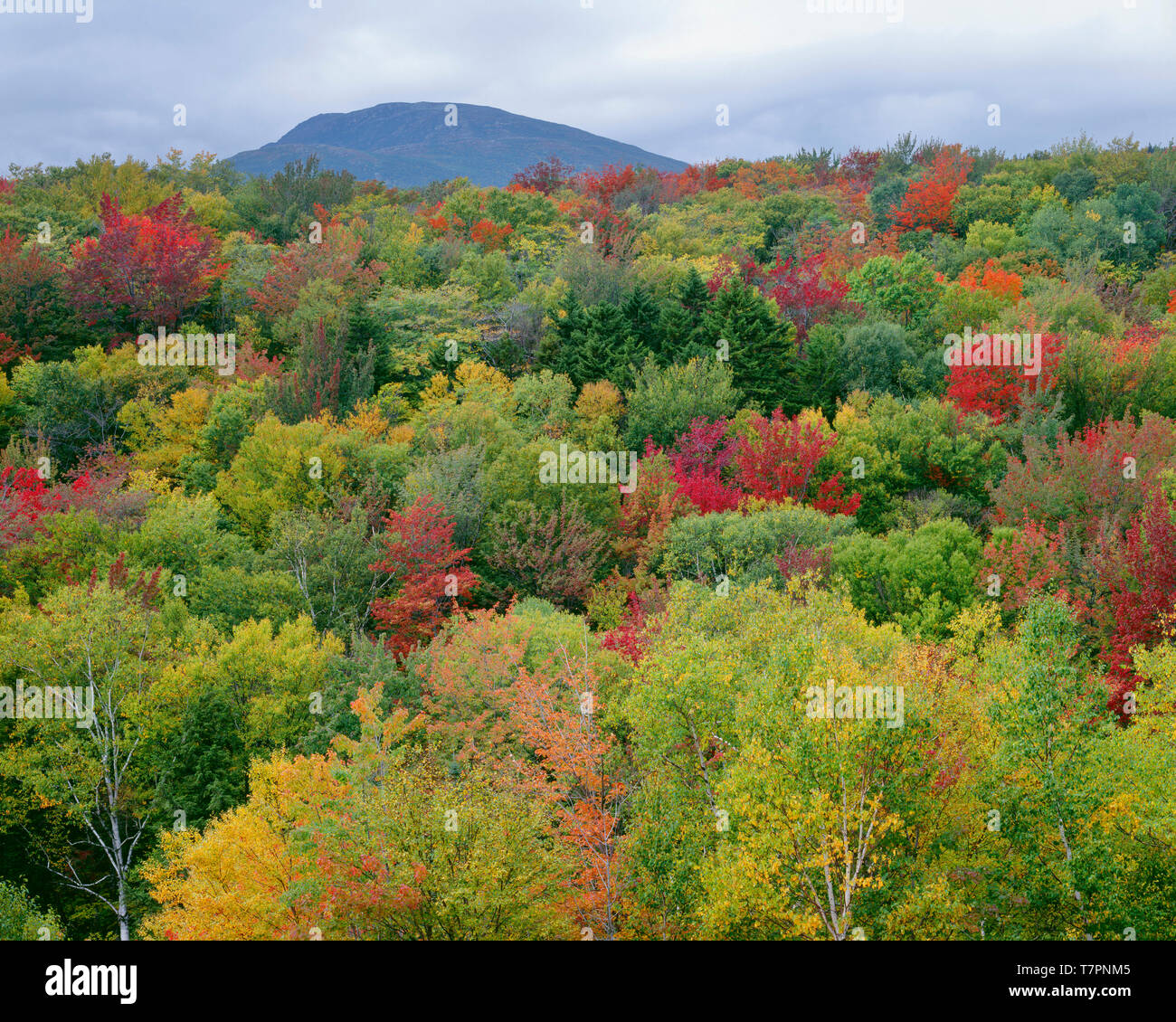 USA, New Hampshire, White Mountain National Forest, Fall colored ...
