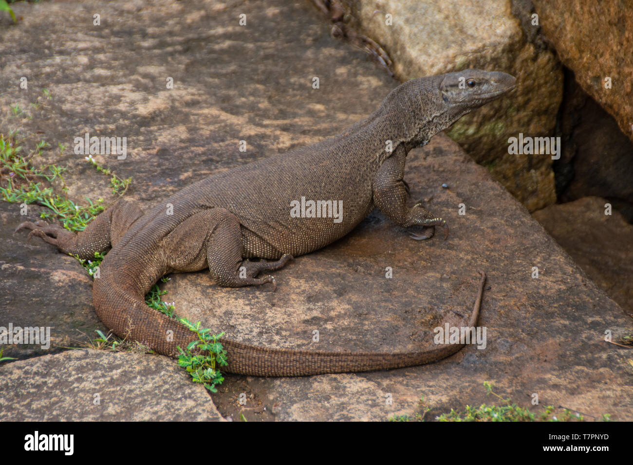 Bengal monitor (Varanus bengalensis) among the ancient ruins at ...