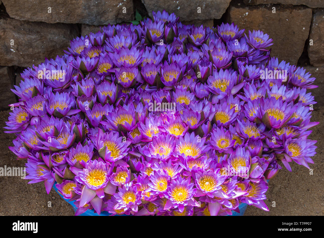 National flower of sri lanka hi-res stock photography and images - Alamy