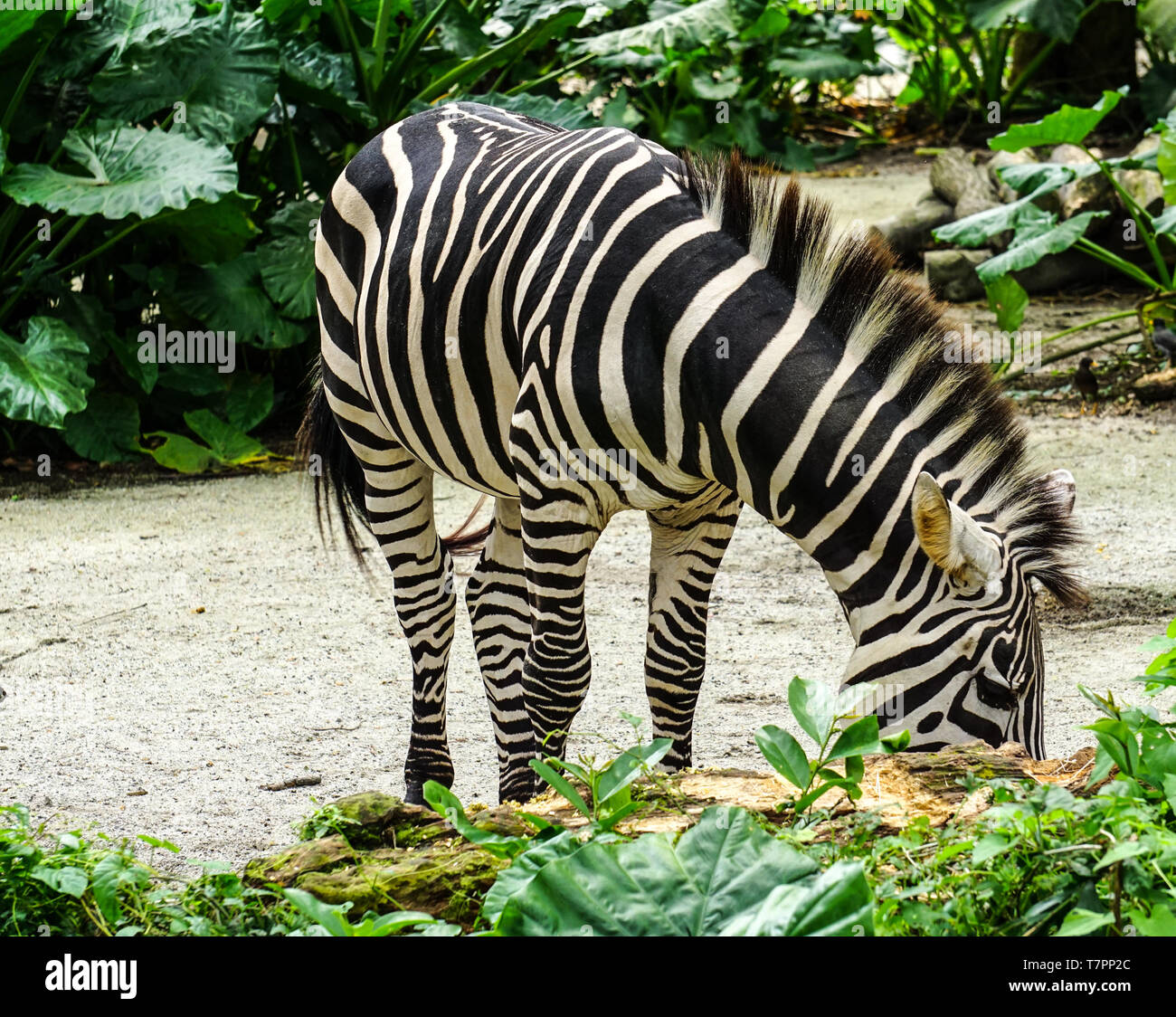 Zebra relaxing at sunny day in the zoo Stock Photo - Alamy