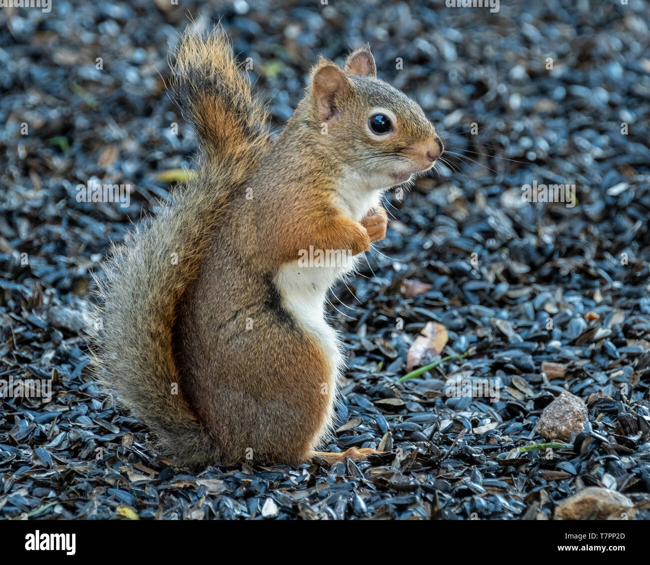 American red squirrel hi-res stock photography and images - Alamy