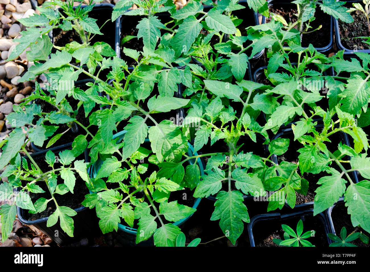 Overhead view of young tomato plants - John Gollop Stock Photo - Alamy