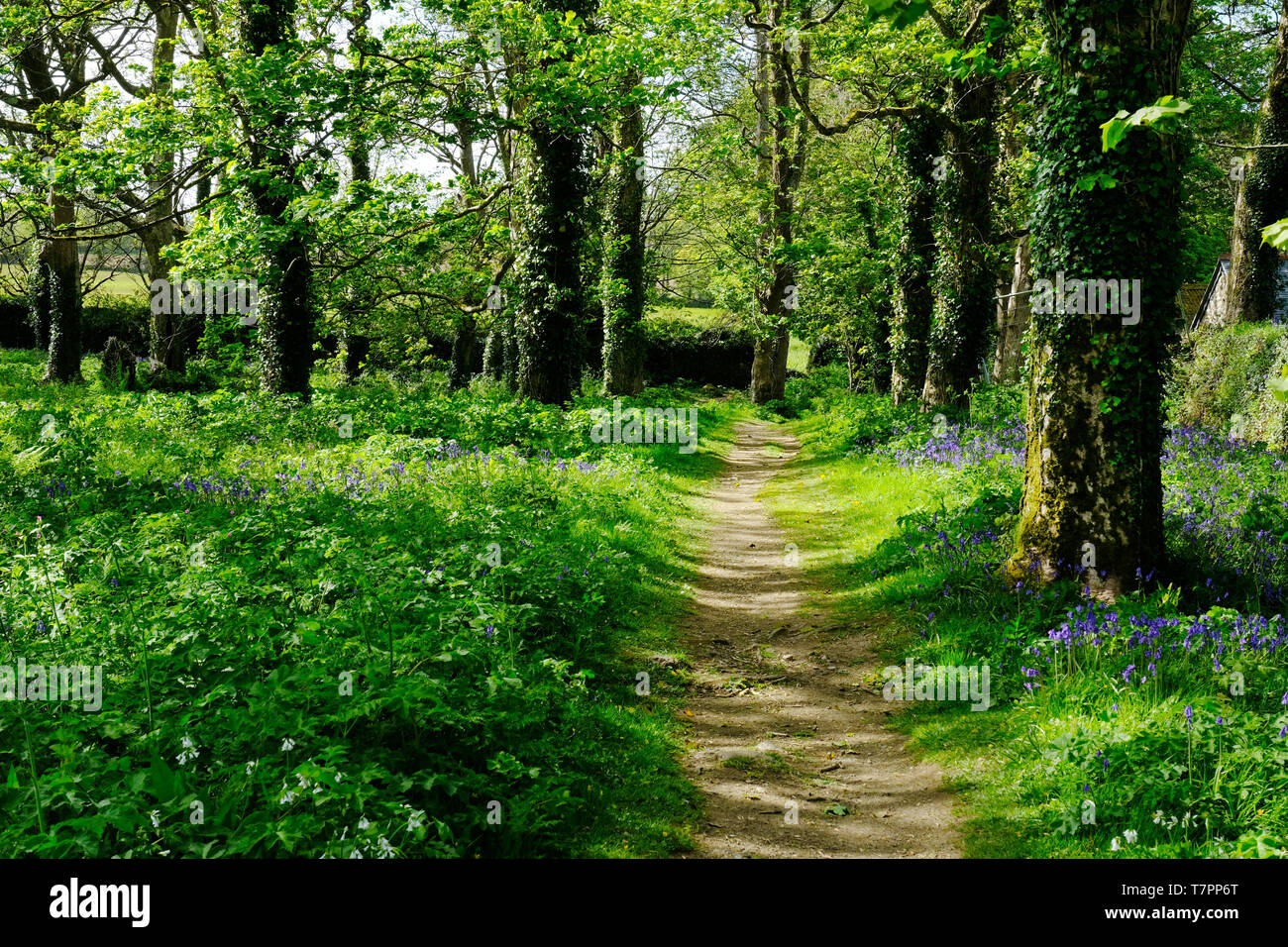 Tree lined country track - John Gollop Stock Photo - Alamy