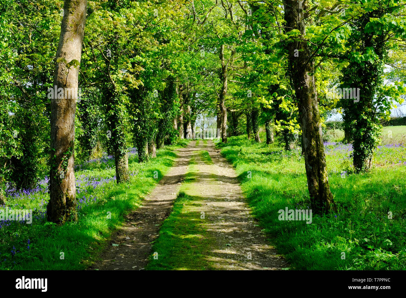 Cornish tree lined lane hi-res stock photography and images - Alamy