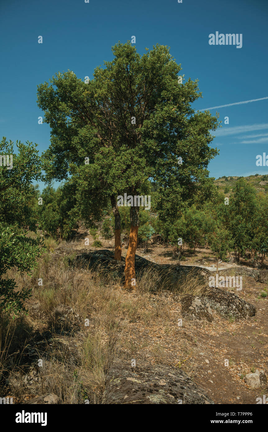 Countryside rocky terrain covered by dry brushwood and a few peeled ...