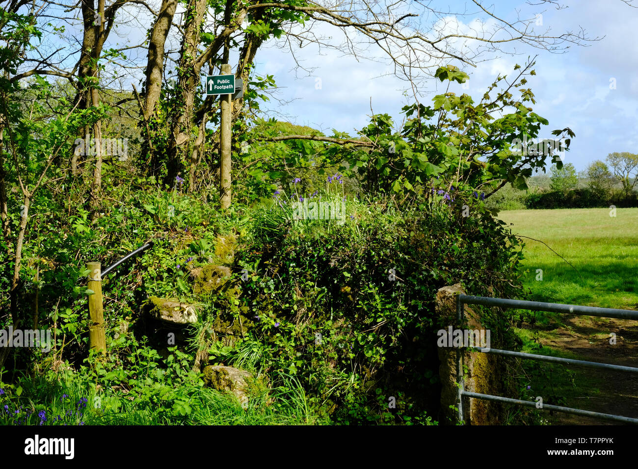 Public footpath sign indicating the right of way over a hedge and ...