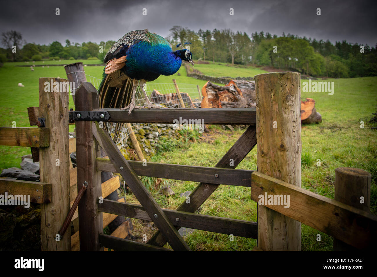 Sitting on a gate hi-res stock photography and images - Alamy