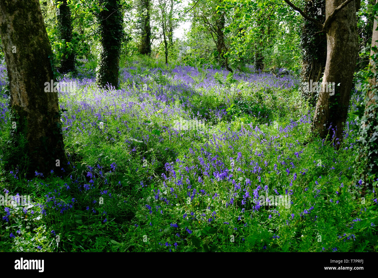 Woodland bluebells in springtime - John Gollop Stock Photo - Alamy