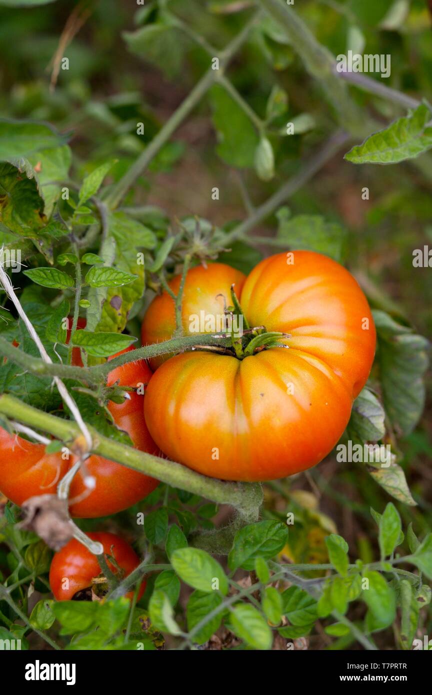 No tomato hi-res stock photography and images - Alamy