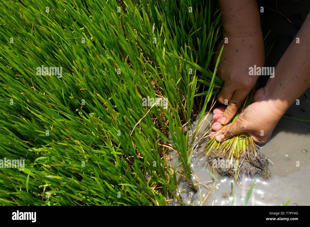 Thailand, Thai rice, transplanting work in paddy fields Stock Photo - Alamy