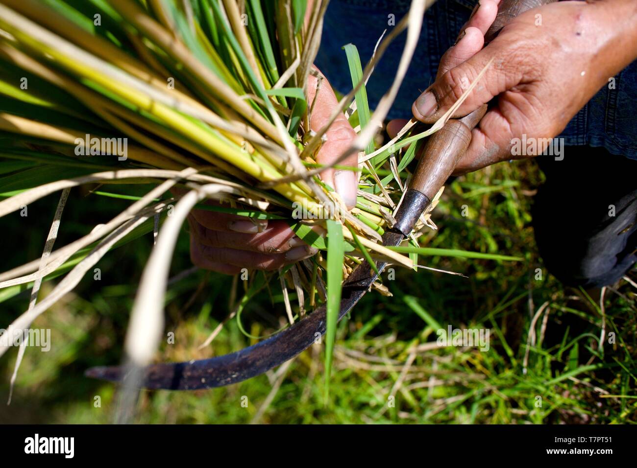 Thailand, Thai rice, rice harvest with sickle Stock Photo - Alamy