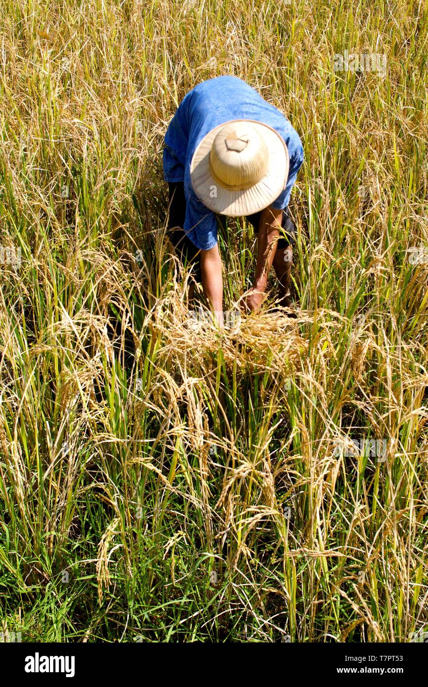 Thailand, Thai rice, rice harvest with sickle Stock Photo - Alamy