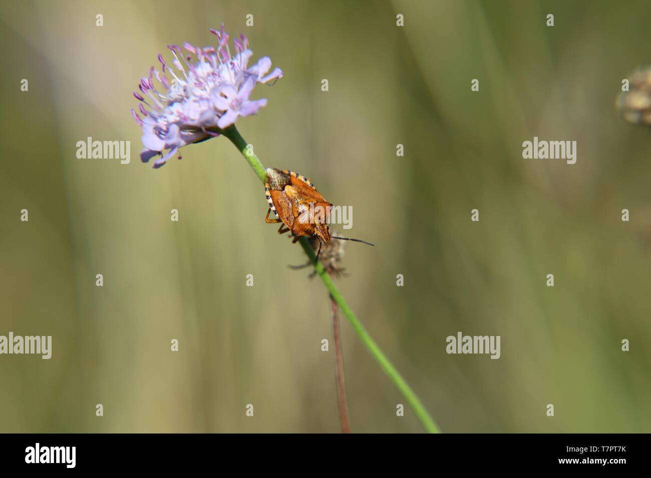 True bug on the meadow Stock Photo - Alamy
