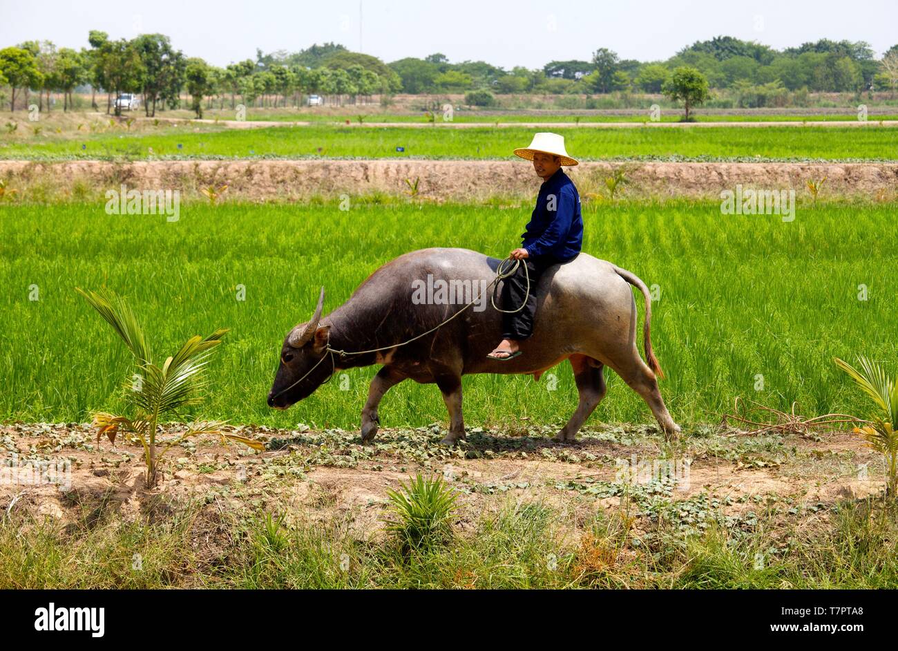 Thailand, Thai rice, atmosphere in the northern rice paddies Stock ...