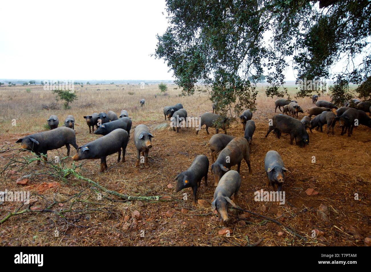 Portugal, Alentejo, black pig in the fields Stock Photo - Alamy