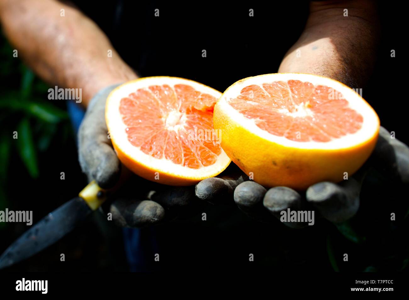 Grapefruit harvest hi-res stock photography and images - Alamy