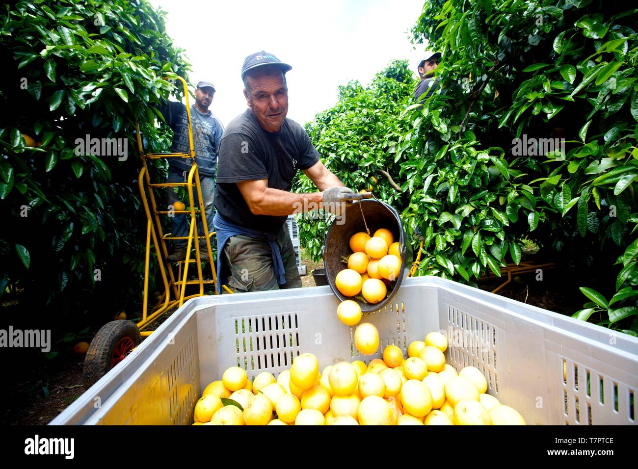France, Haute Corse, Lucciana, grapefruit harvest at Pierre Paul ...