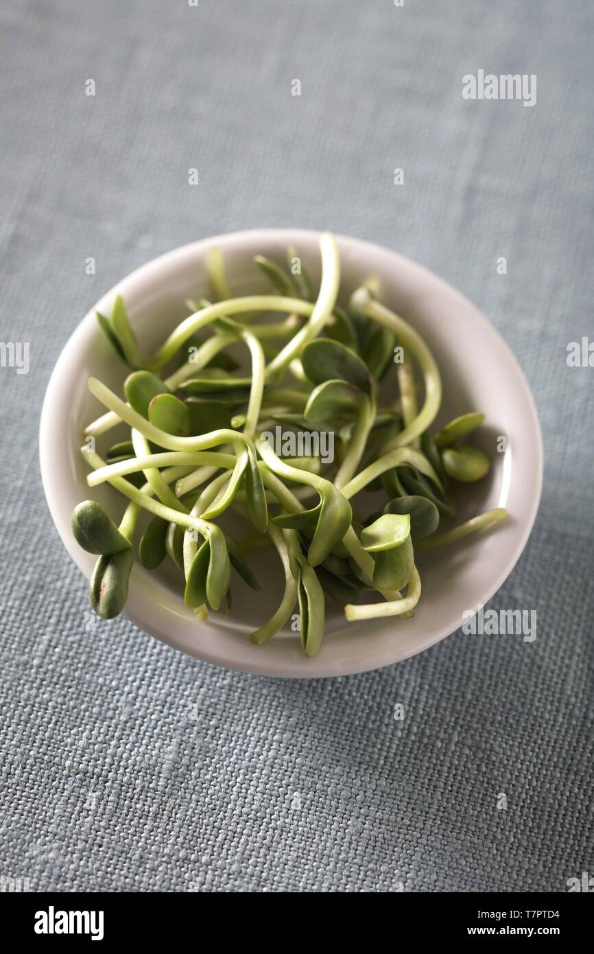 Sprouted sunflower hi-res stock photography and images - Alamy