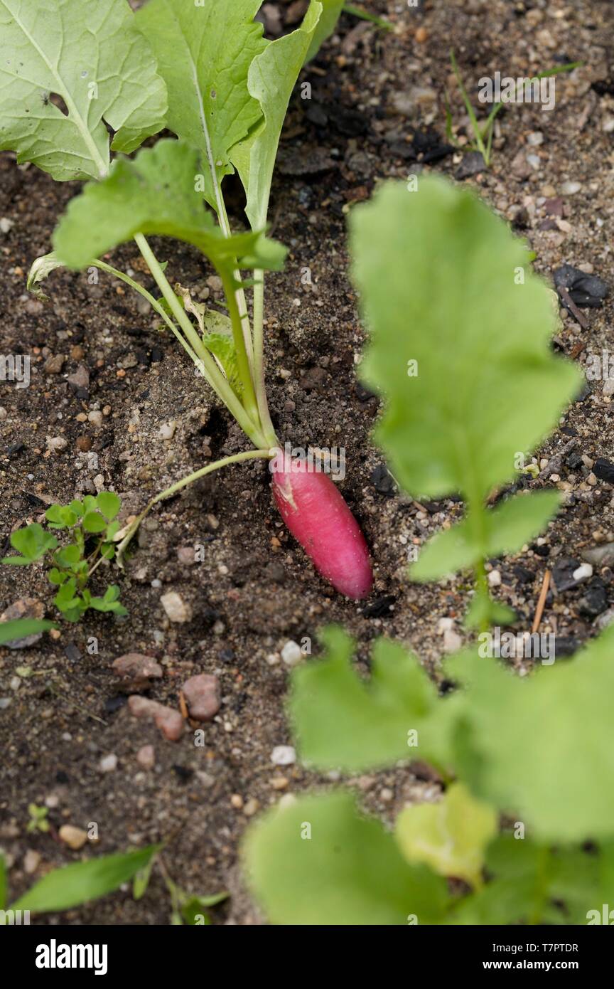 Pink radish hi-res stock photography and images - Alamy