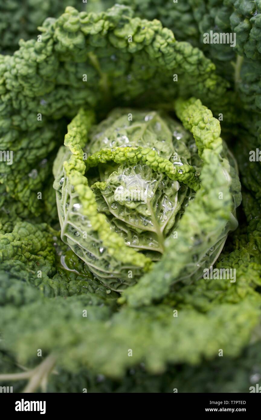 Curly cabbage hi-res stock photography and images - Alamy