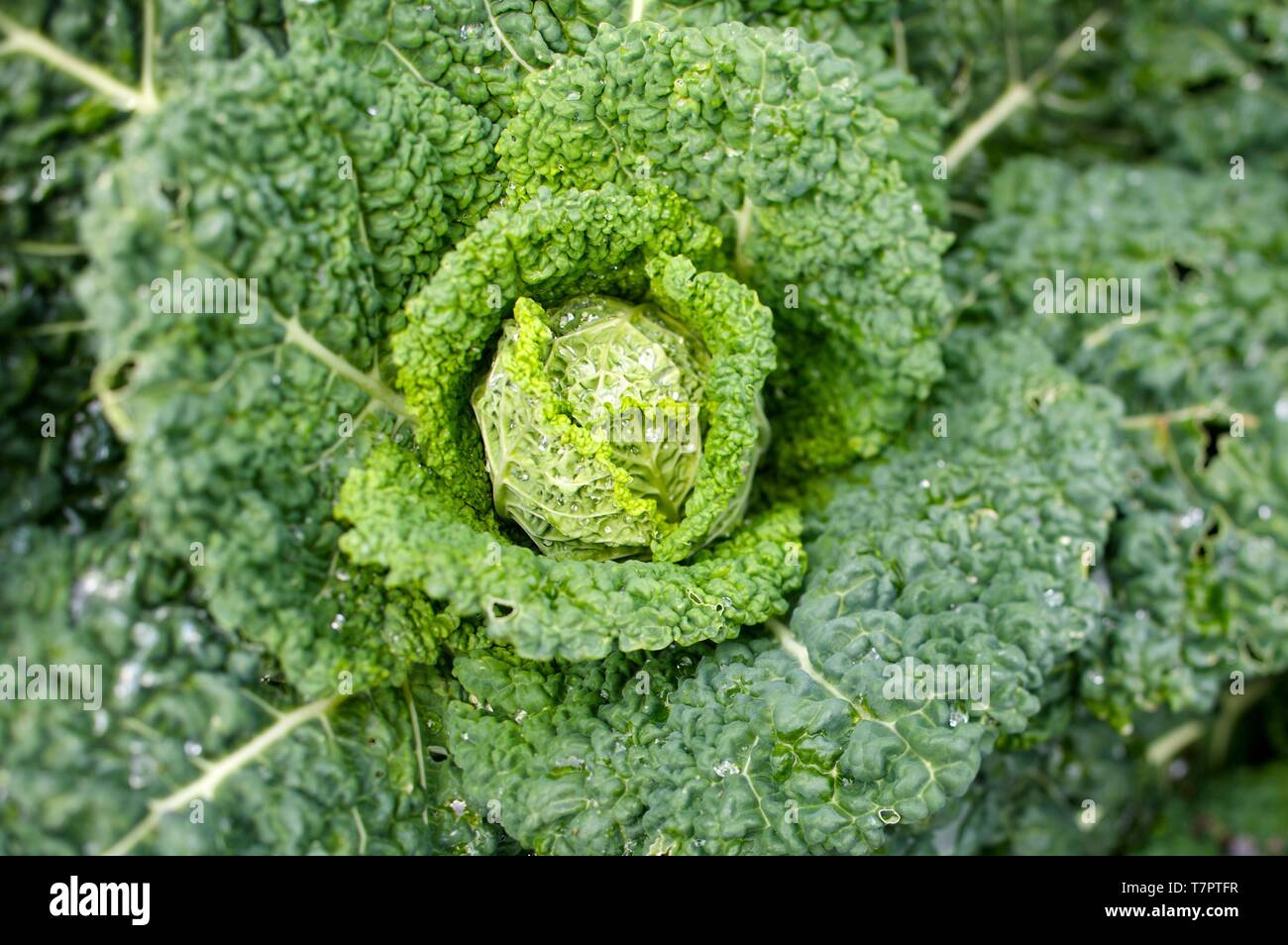 Organic vegetable garden, curly cabbage Stock Photo - Alamy