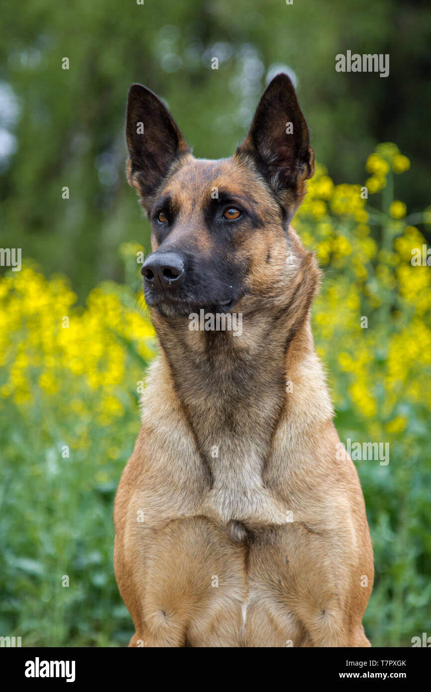 Malinois dog portrait in front of a canola field Stock Photo - Alamy