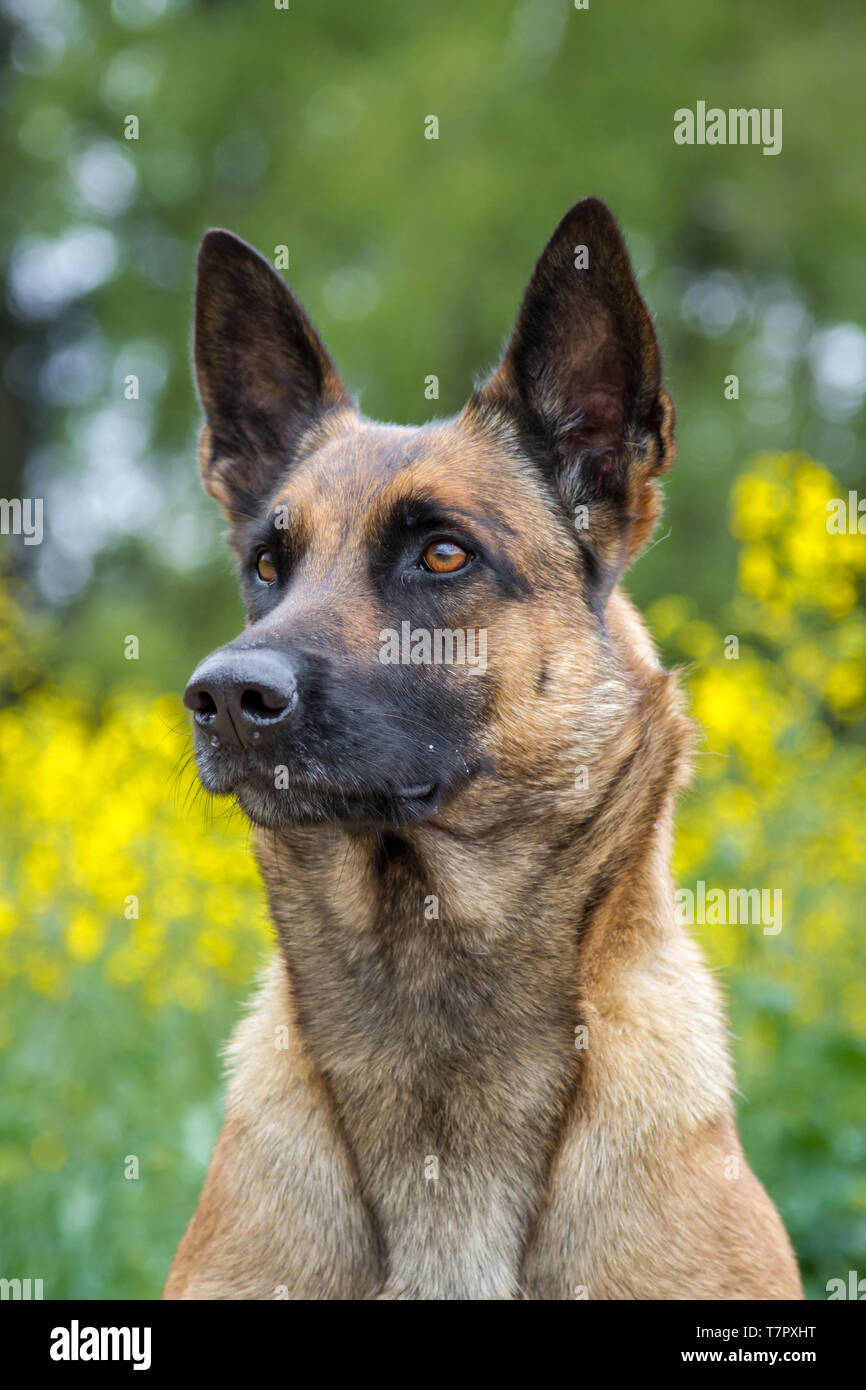 Malinois dog portrait in front of a canola field Stock Photo - Alamy