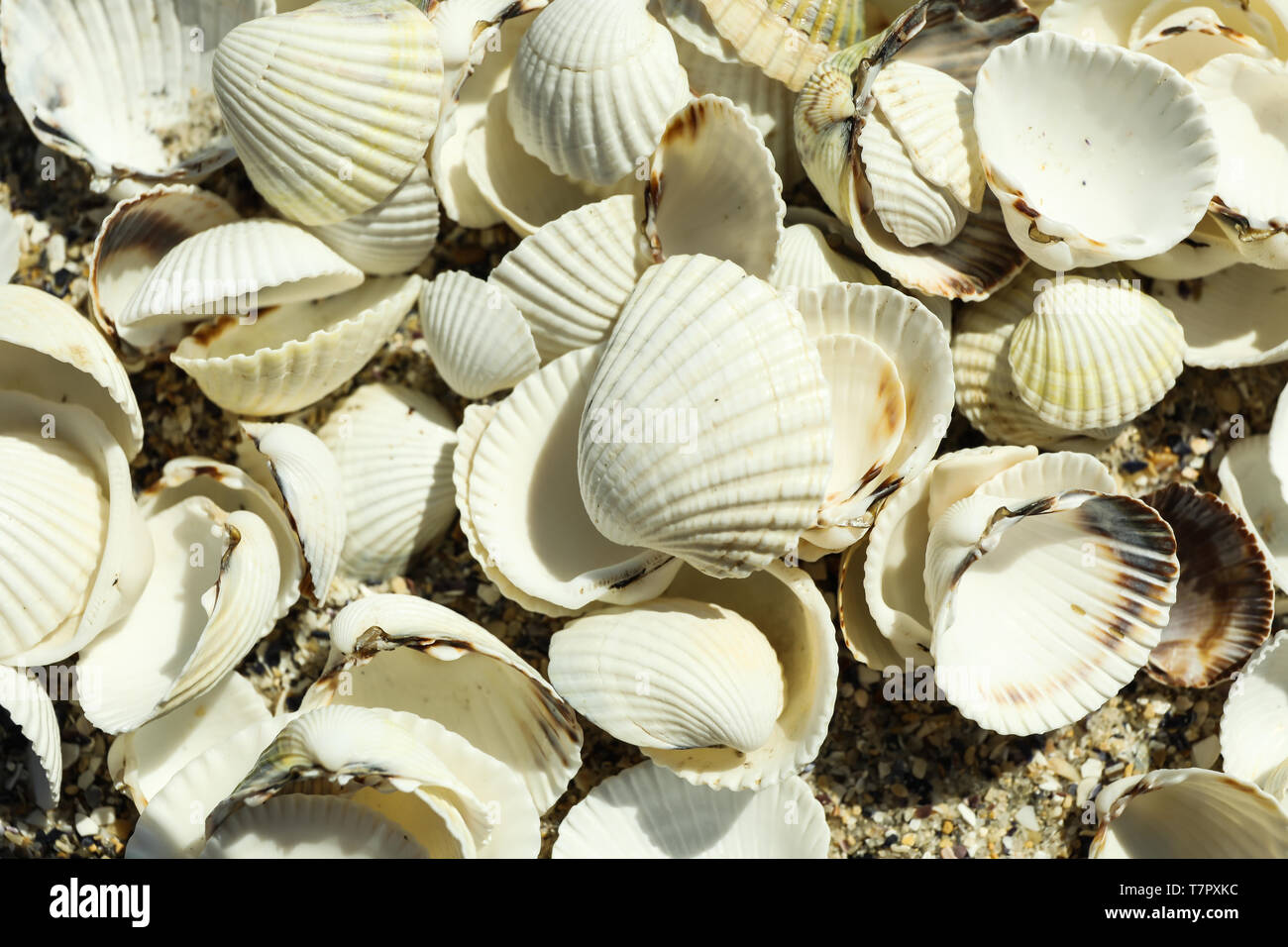 Top shells hi-res stock photography and images - Alamy