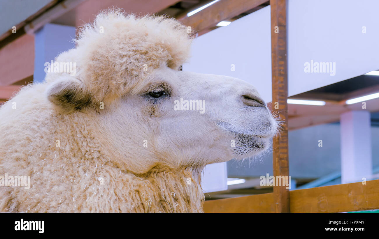 Camel looking around Stock Photo - Alamy