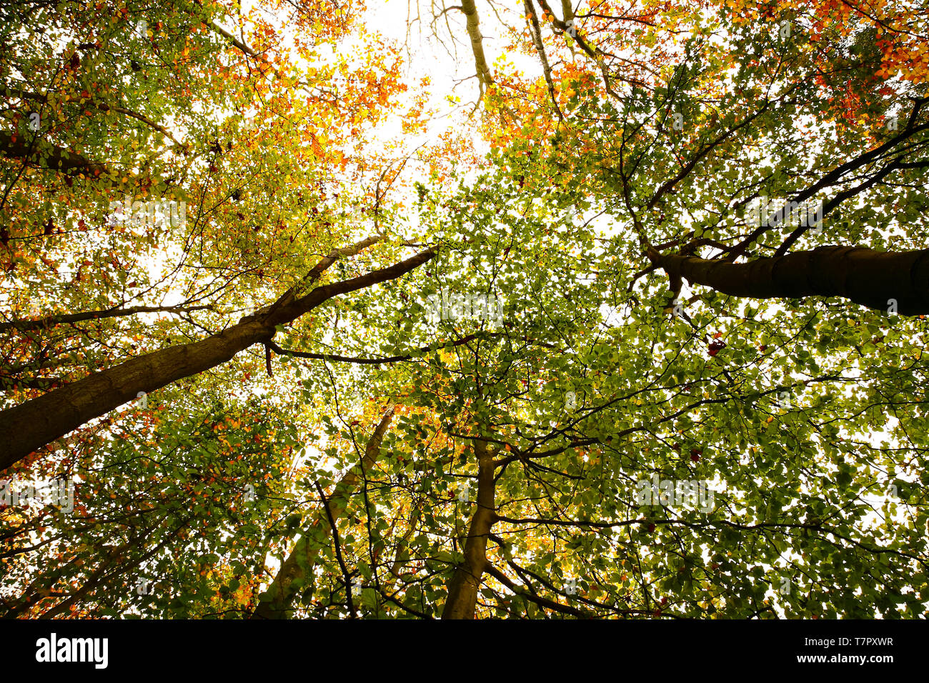Tree canopies hi-res stock photography and images - Alamy