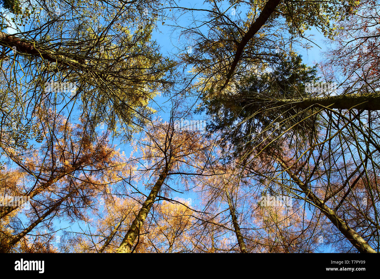 Tree Canopy From Below High Resolution Stock Photography and Images - Alamy