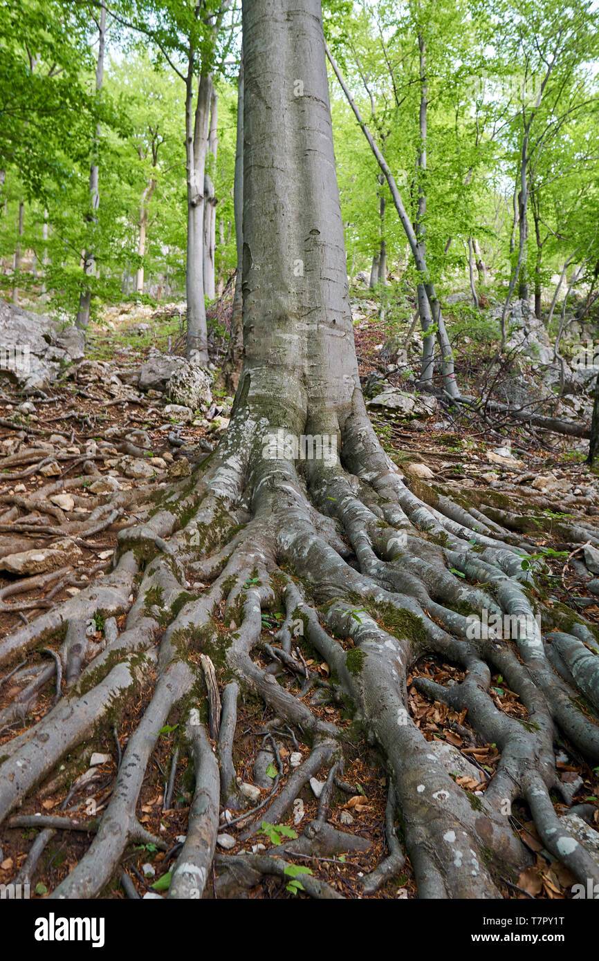 Wide angle landscape with trees with huge protruding roots Stock Photo ...
