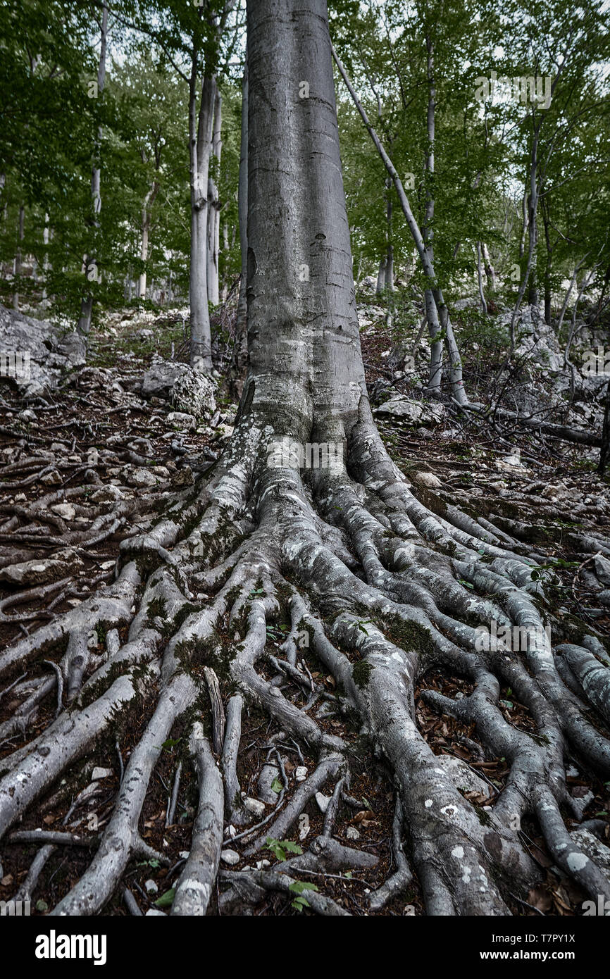Wide angle landscape with trees with huge protruding roots Stock Photo ...
